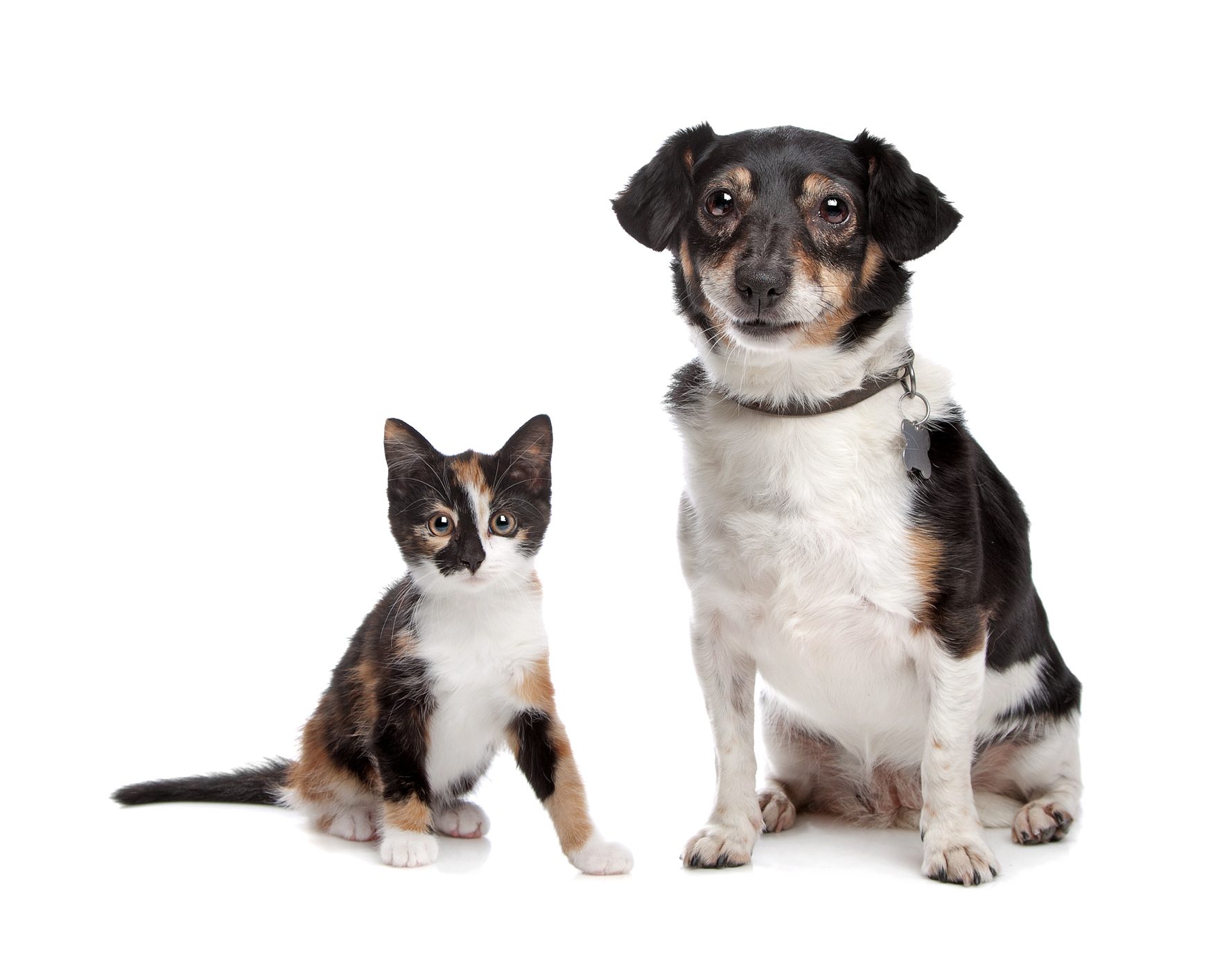 Dog & Cat Behavior Training · Alana Stevenson, MS